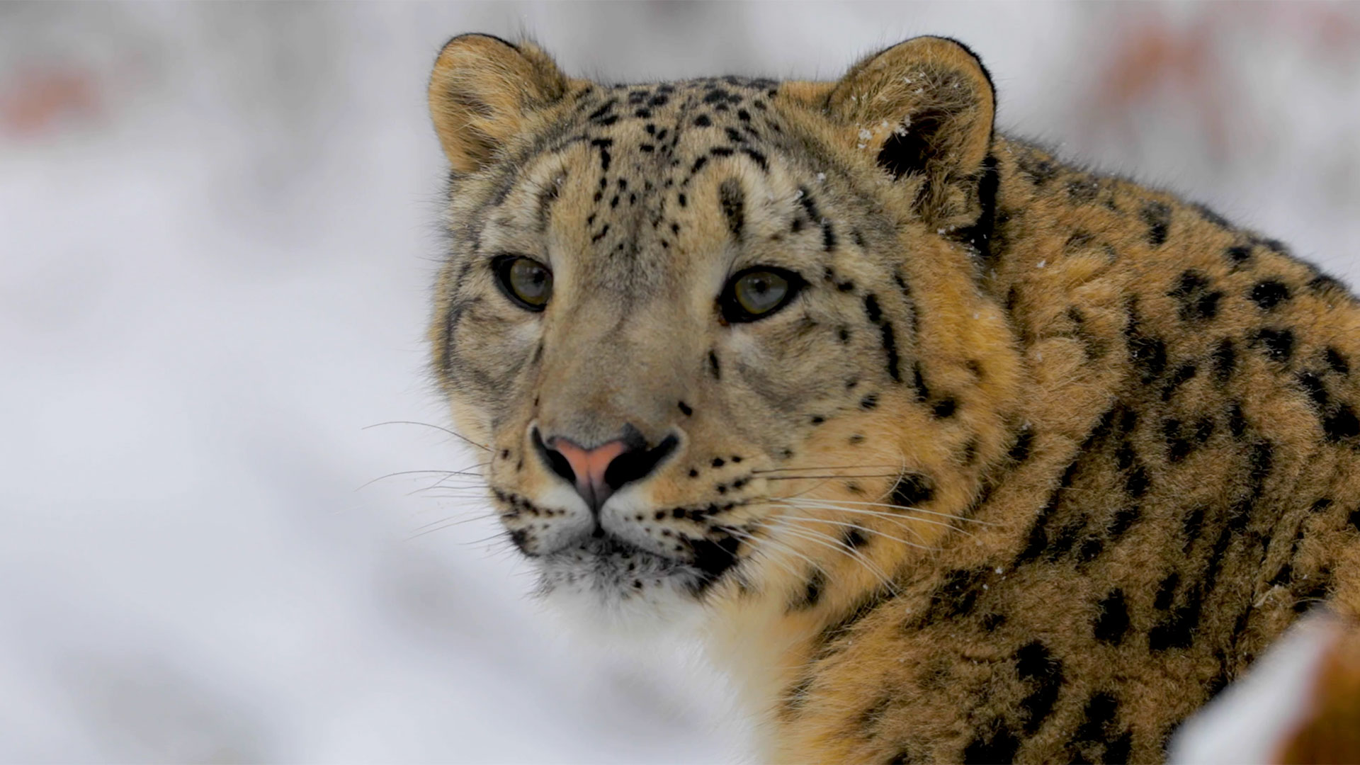 WWF Year End Digital and Broadcast Campaigns - Seven Mile Media