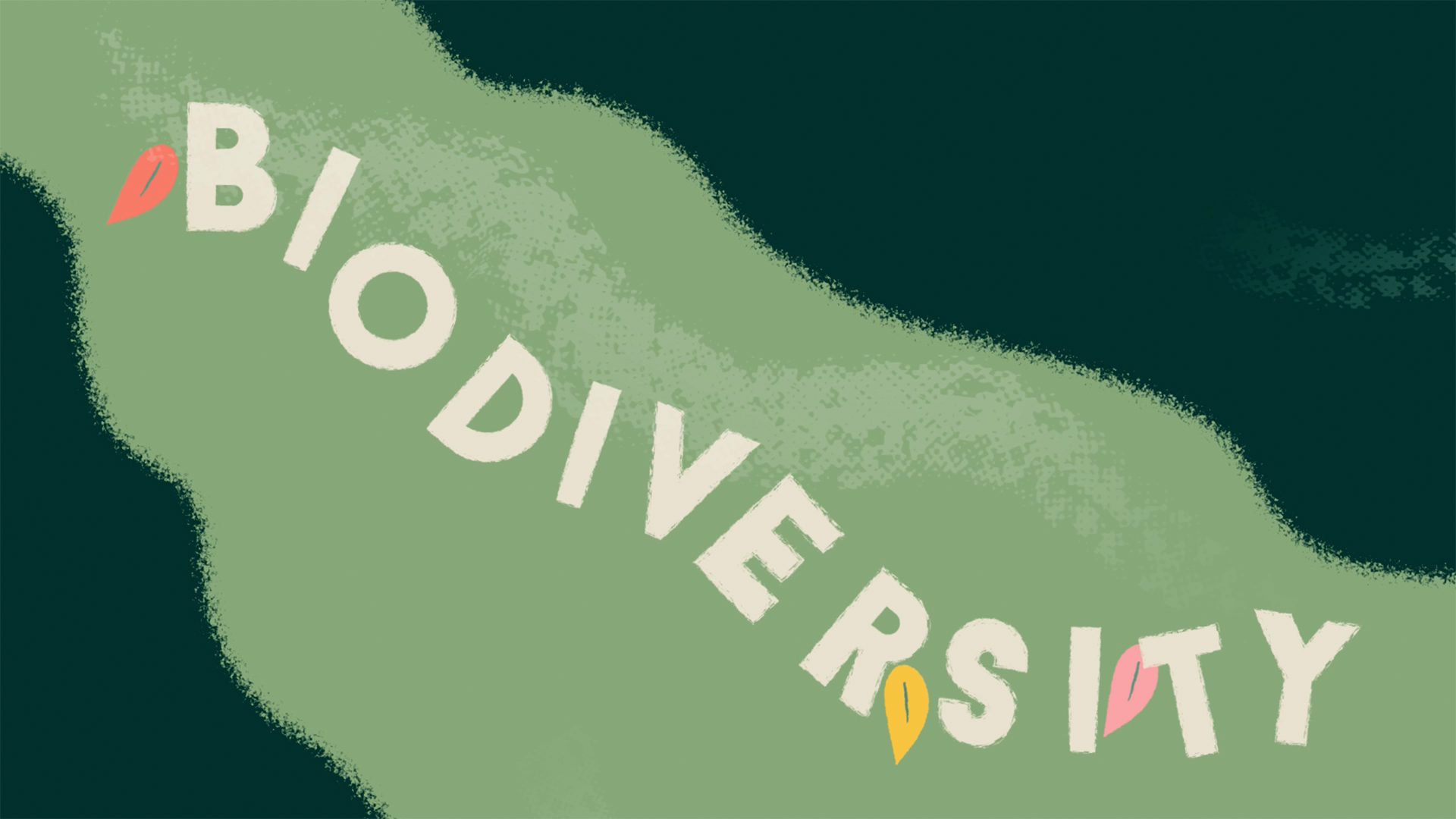 WWF Wild Classroom Animation - Seven Mile Media